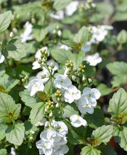 Speedwell – How to Grow Veronica Plants | Garden Design