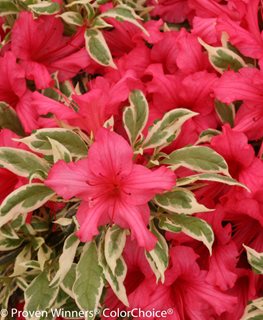 How to Grow & Care for Azalea Bushes | Garden Design