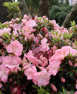 How to Grow & Care for Azalea Bushes | Garden Design