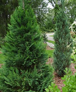 Chamaecyparis: How to Grow False Cypress | Garden Design