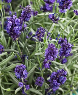 English Lavender: A Growing Guide | Garden Design