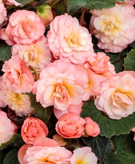 Tuberous Begonias: A Growing & Care Guide | Garden Design