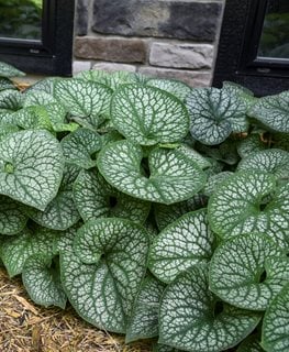 How to Grow & Care for Brunnera (Siberian Bugloss) | Garden Design