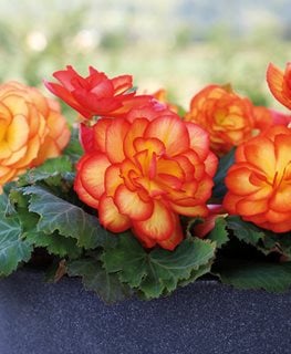 Tuberous Begonias: A Growing & Care Guide | Garden Design
