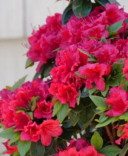 How to Grow & Care for Azalea Bushes | Garden Design