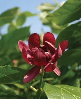 Banana Sweet Shrub 270+ Banana Shrub Stock Photos, Pictures