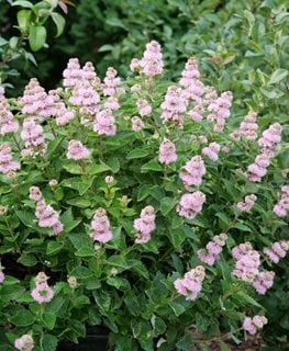 Caryopteris: How to Grow & Care for Bluebeard Plants | Garden Design