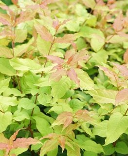 Diervilla: A Care & Growing Guide | Garden Design