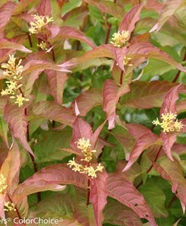 Diervilla: A Care & Growing Guide | Garden Design