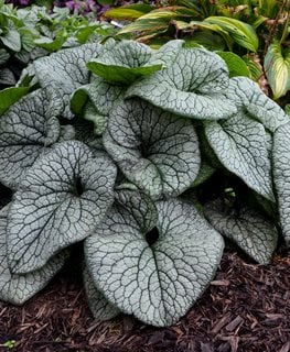 How to Grow & Care for Brunnera (Siberian Bugloss) | Garden Design