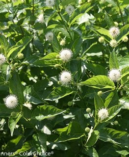 Buttonbush: A Growing Guide for Cephalanthus Occidentalis | Garden Design