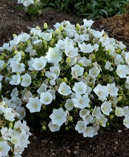 Campanula: A Growing Guide for Bellflower Plant | Garden Design