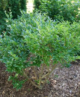 A Guide to Growing Privet Responsibly | Garden Design