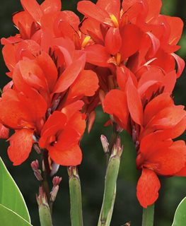A Guide to Growing Colorful Cannas (Canna lilies) | Garden Design