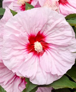 How to Grow Rose Mallow (Dinner Plate Hibiscus) | Garden Design