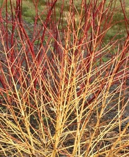 Dogwood Trees & Shrubs: Types of Flowering Dogwoods | Garden Design