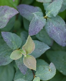 Spirea: How to Grow and Care for Spirea Bushes | Garden Design