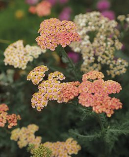 Yarrow Plants – Growing Yarrow Flowers | Garden Design