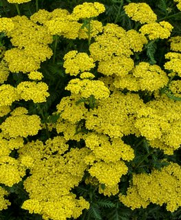 Yarrow Plants – Growing Yarrow Flowers | Garden Design