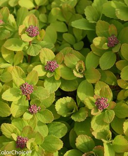 Spirea: How to Grow and Care for Spirea Bushes | Garden Design