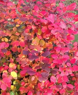 Fothergilla - How to Grow & Care for This Fabulous Shrub | Garden Design