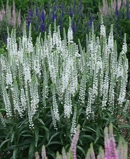 Speedwell – How to Grow Veronica Plants | Garden Design