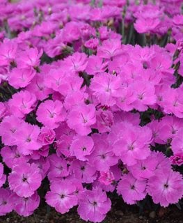 Dianthus Flowers: Growing Tips, Varieties & Care Guide | Garden Design