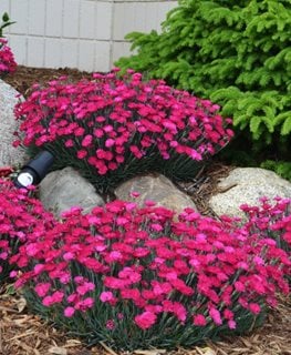 Dianthus Perennials Care