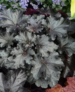 Heuchera - How to Grow Coral Bells Plants | Garden Design