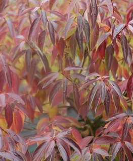 Dogwood Trees & Shrubs: Types of Flowering Dogwoods | Garden Design