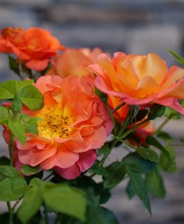 How to Grow Climbing Roses in Your Garden | Garden Design