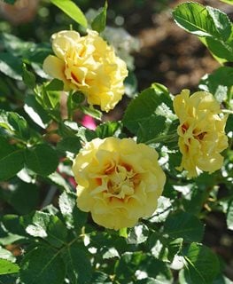 How to Grow Climbing Roses in Your Garden | Garden Design