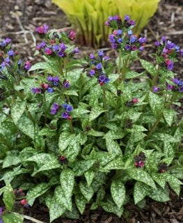 A Guide to Growing Lungwort (Pulmonaria) | Garden Design
