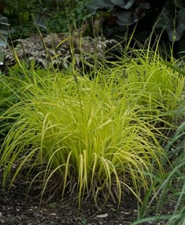 Sedge: A Growing Guide for Carex | Garden Design