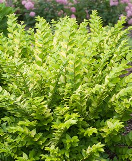 A Guide to Growing Privet Responsibly | Garden Design