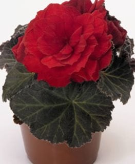 Tuberous Begonias: A Growing & Care Guide | Garden Design