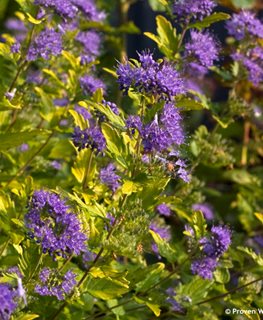 Caryopteris: How to Grow & Care for Bluebeard Plants | Garden Design