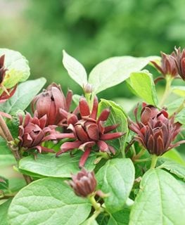 How to Grow & Care for Sweetshrub | Garden Design