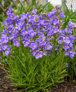 Campanula: A Growing Guide for Bellflower Plant | Garden Design