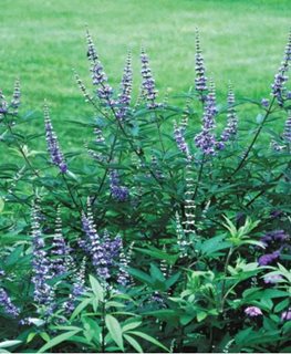Vitex: How to Grow & Care for Chaste Tree | Garden Design