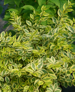 A Guide to Growing Privet Responsibly | Garden Design