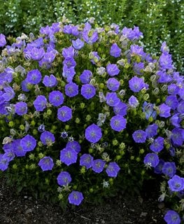 Campanula: A Growing Guide for Bellflower Plant | Garden Design