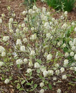 Fothergilla - How to Grow & Care for This Fabulous Shrub | Garden Design