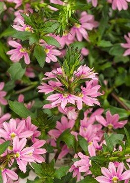 Growing Scaevola – How to Plant & Care for Fan Flower | Garden Design
