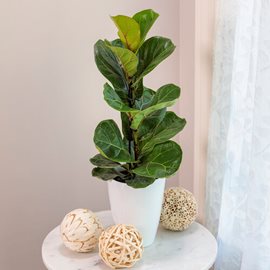 Fiddle-Leaf Fig – How to Grow and Care for Fiddle-Leaf Fig Trees ...