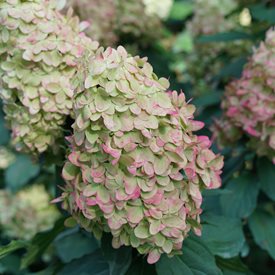 Panicle Hydrangeas: A Growing & Care Guide | Garden Design
