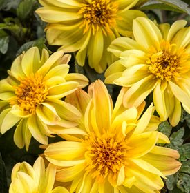 Growing Dahlias: Planting & Caring for Dahlia Flowers | Garden Design