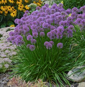 How to Grow & Care for Allium Flowers (Ornamental Onions) | Garden Design