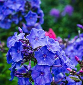 Growing Phlox – Planting & Caring for Garden Phlox | Garden Design