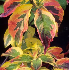 Dogwood Trees: Planting, Care and Facts | Garden Design